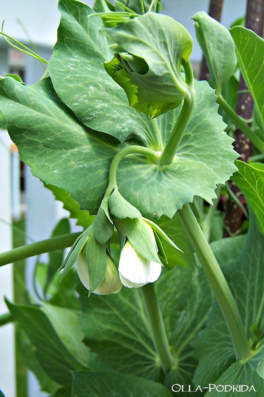 Olla-Podrida: Container Gardening: How to Grow Peas