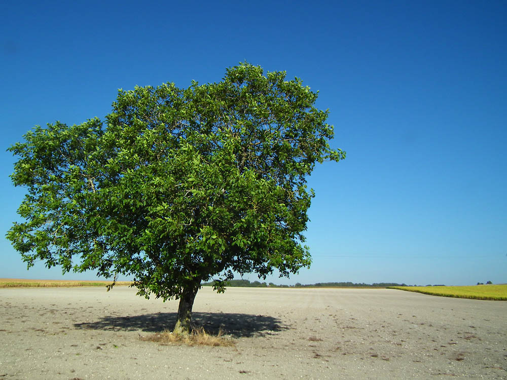 Days on the Claise: A Lone Walnut Tree