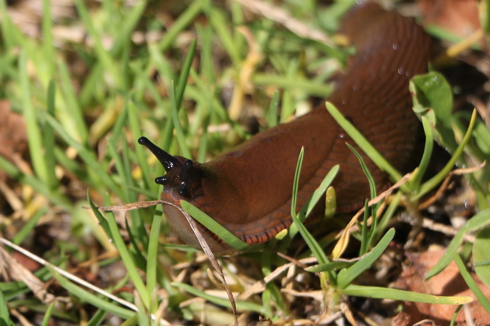 Mine naturfotos: Have og skov 5/8 - snegle