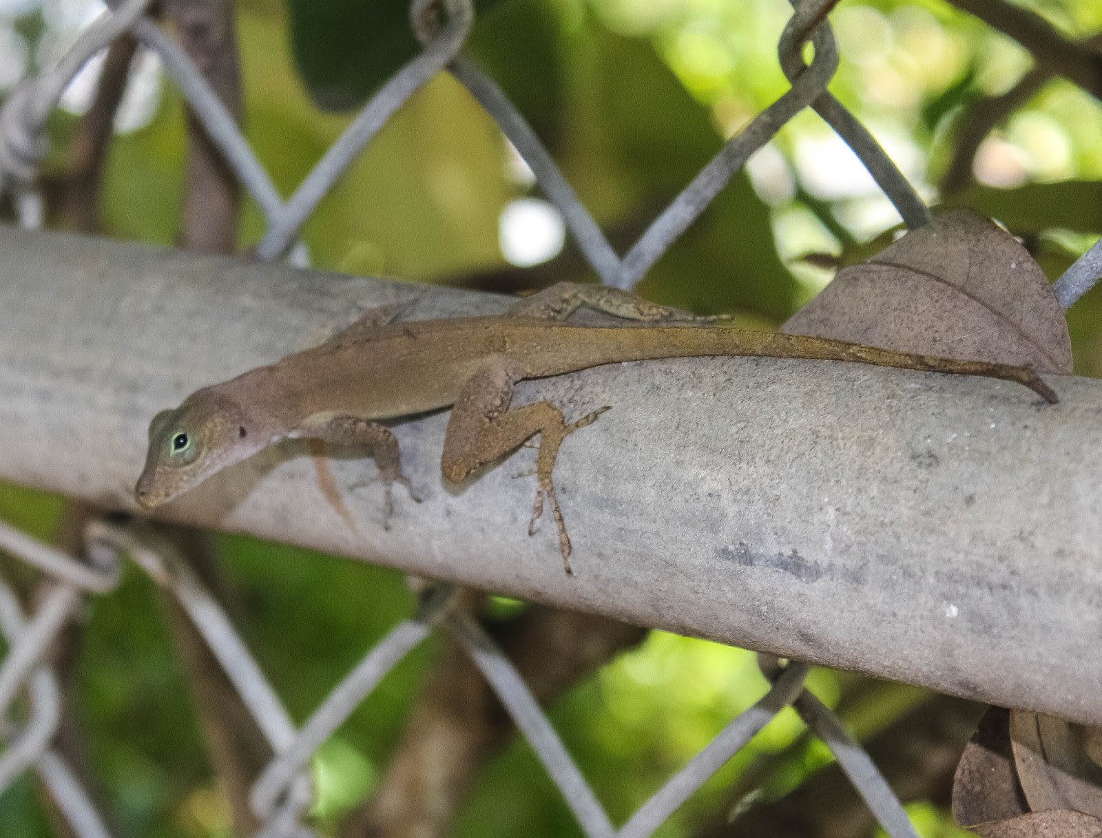 Cannundrums: Puerto Rican Crested Anole