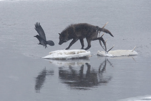White Wolf : Wolves and Ravens; A Fascinating Relationship (Photos)