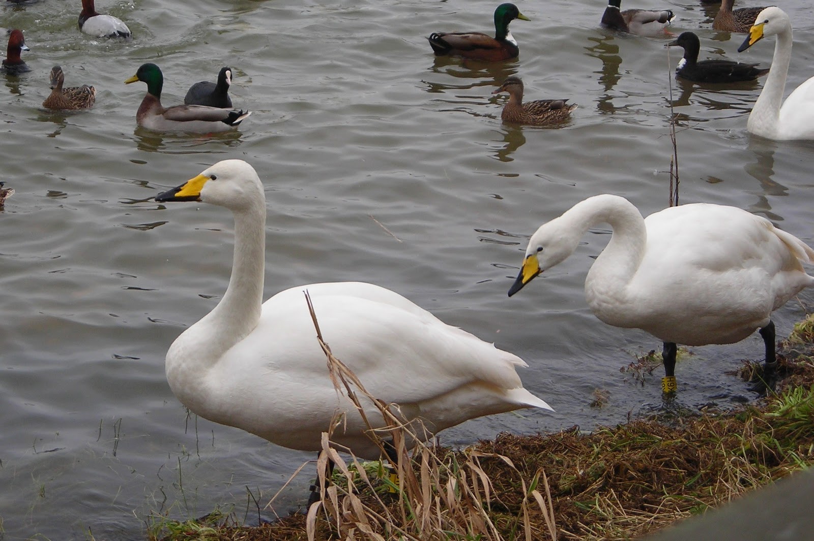 "By Stargoose And Hanglands": Winter And The Wild Swans