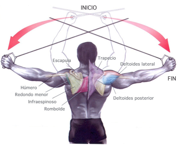GYM: Cruces inversos con Cables