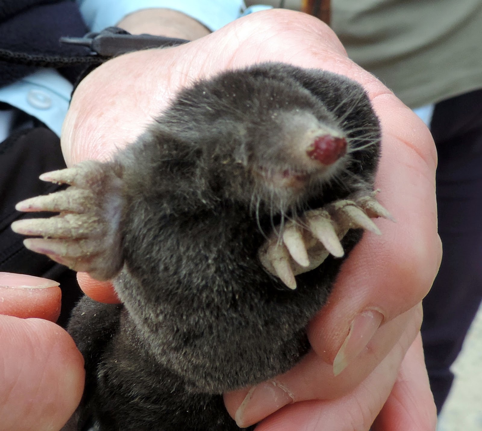 The Glebe Blog: 06/2014