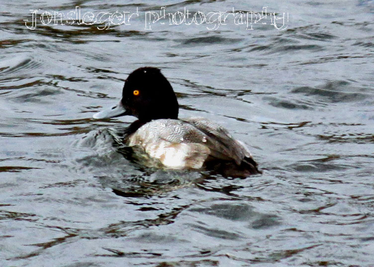 Northern Illinois Birder: Lesser & Greater Scaups: Late March Spring ...