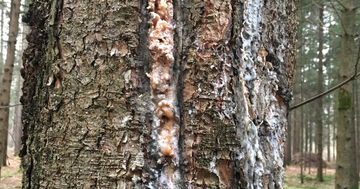 Mazilo iz smrekove smole