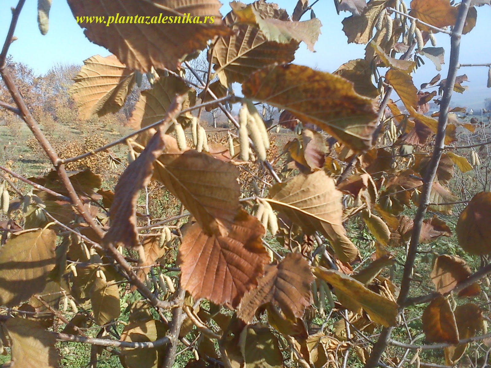 HAZELNUT plantations: Globose varieties of hazelnut - Ennis