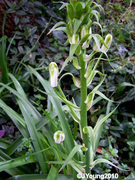 Natures World of Wonder: Nelson’s Slime Lily (Albuca nelsonii)