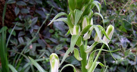 Natures World of Wonder: Nelson’s Slime Lily (Albuca nelsonii)
