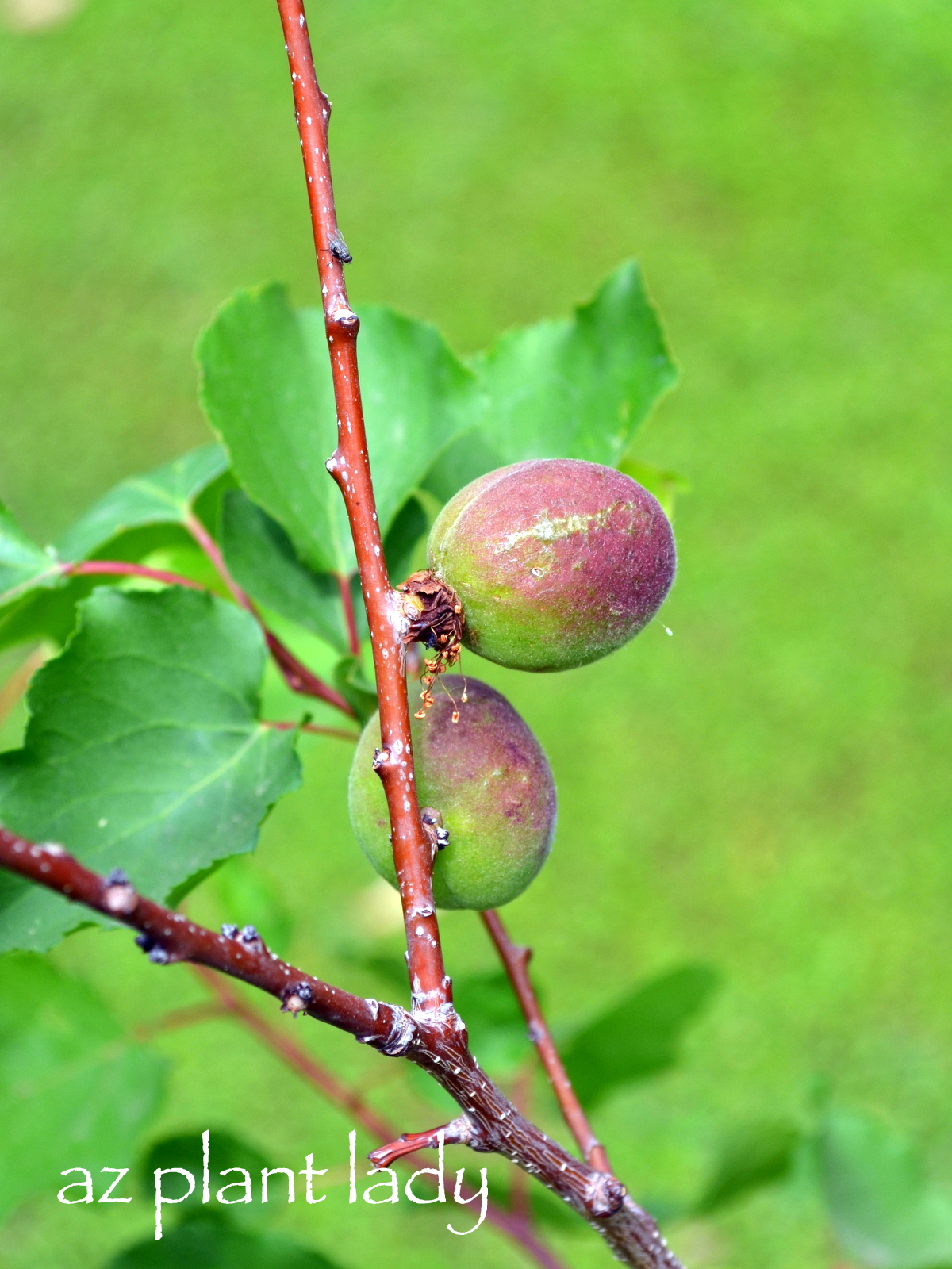 Fruit Trees - Home Gardening Apple, Cherry, Pear, Plum: Apricot Tree ...