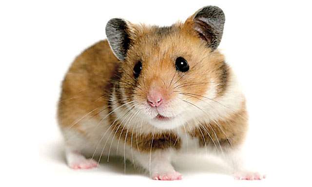 :: Alexandra Proaño 3D - Green Pear Diaries ::: Eric, Kiki, Ragot y ...