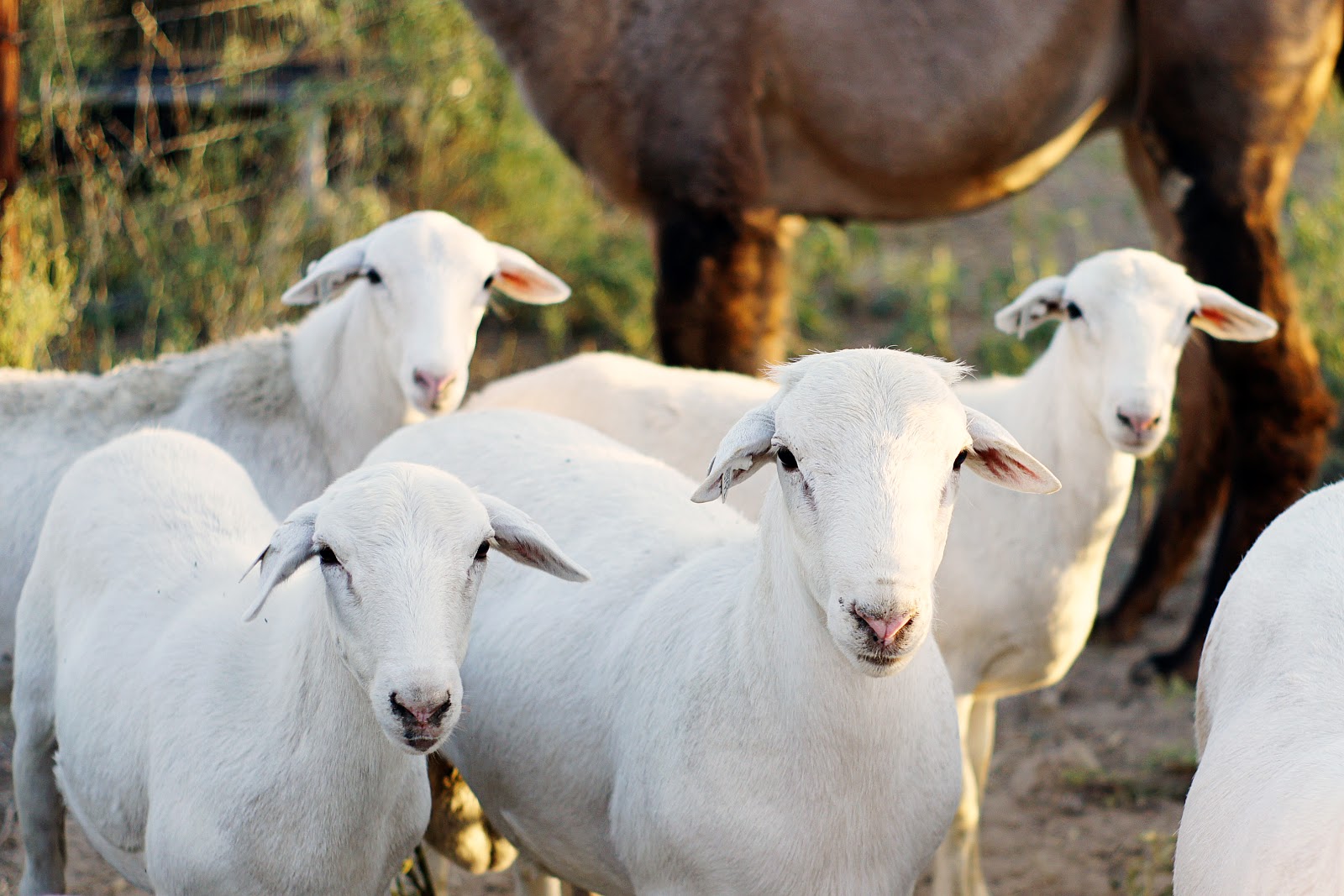 Where is the Laugh Track?: Meet the Sheep