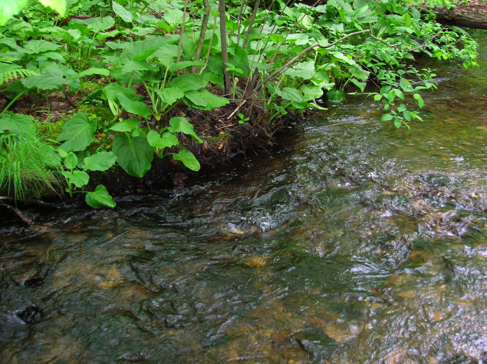 Small Stream Reflections: After a Spring Rain