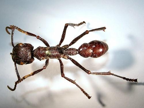 Dom Escobar: Dinoponera gigantea, a maior formiga do mundo