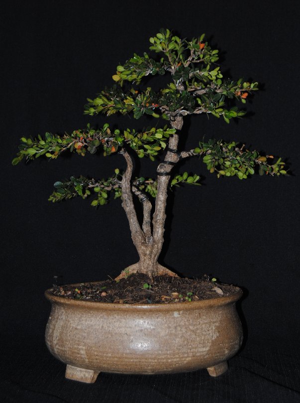LENNARD'S BONSAI BEGINNINGS.: Buxus bonsai - slow but very rewarding.