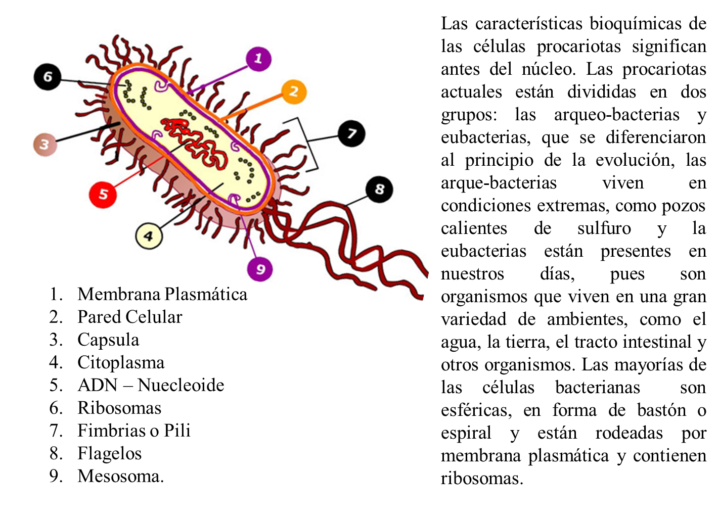 BIOLOGÍA CELULAR Y MOLECULAR: EL ADN, LA CÉLULA: ESTRUCTURA Y FUNCIONALIDAD