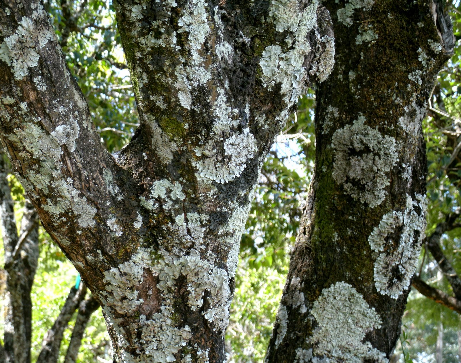 Bio Lounge: Reino Fungi - Parte 2 [Resumão]