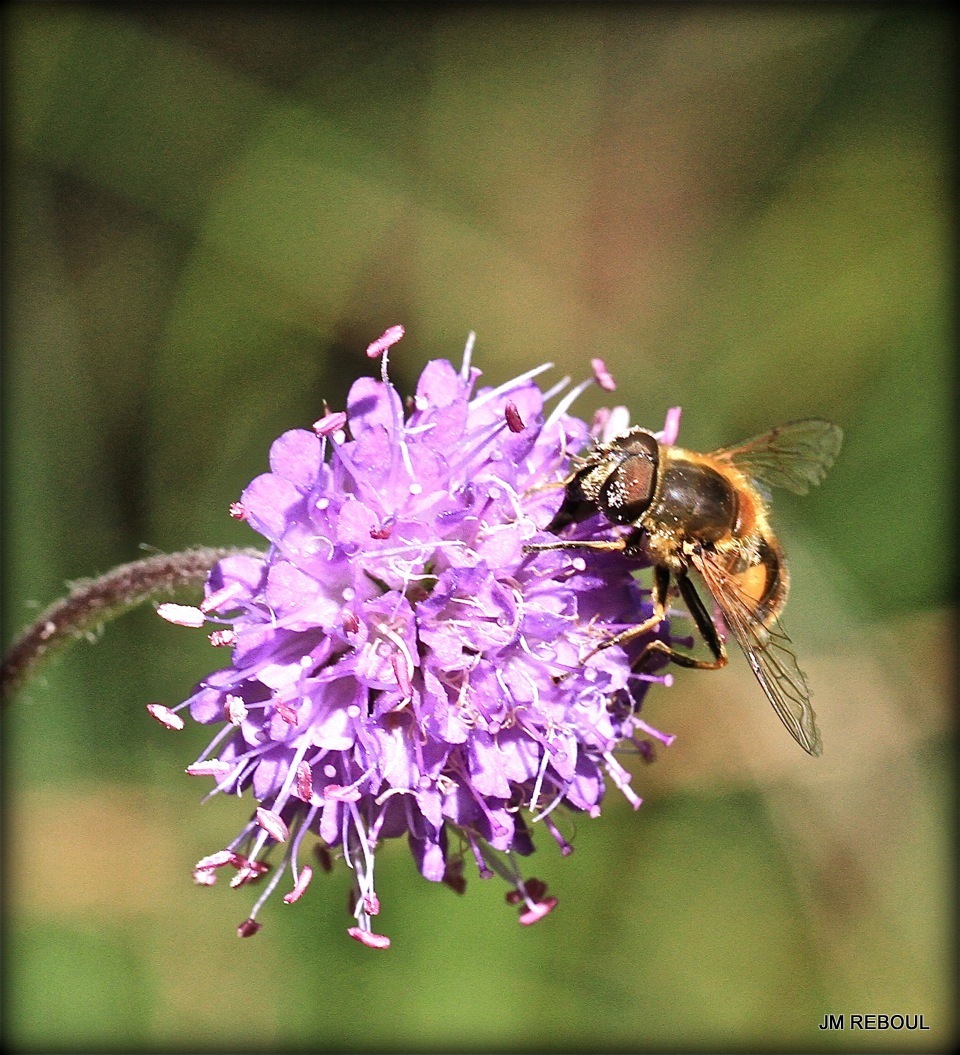 Musique & Nature zen: Abeille...Une abeille butine le nectar d’une ...