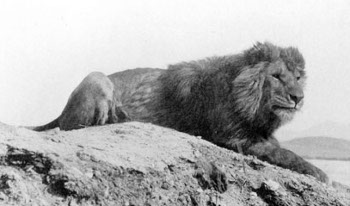 LION CHANNEL: The Barbary Lion Really Go Extinct