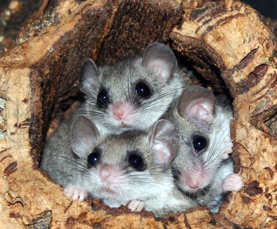 Turismo Abaurrea: Lirón Gris