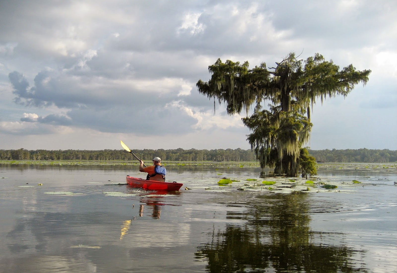 Living Rootless: Louisiana: Lake Martin, Late Summer, #3