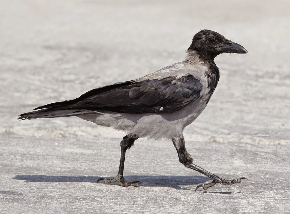 Another Bird Blog: Lift Off