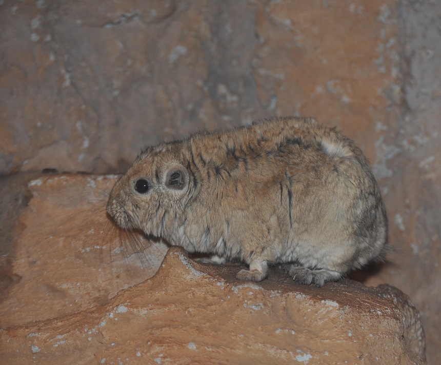 ZOOTOGRAFIANDO (6.100 ANIMALS): GUNDI / GUNDI (Ctenodactylus gundi)