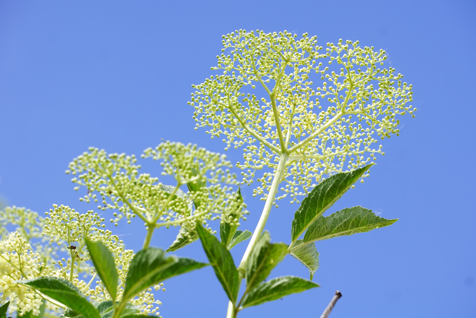 Plantas de Huerta Otea, Salamanca: Saúco negro, saúco común (Sambucus ...