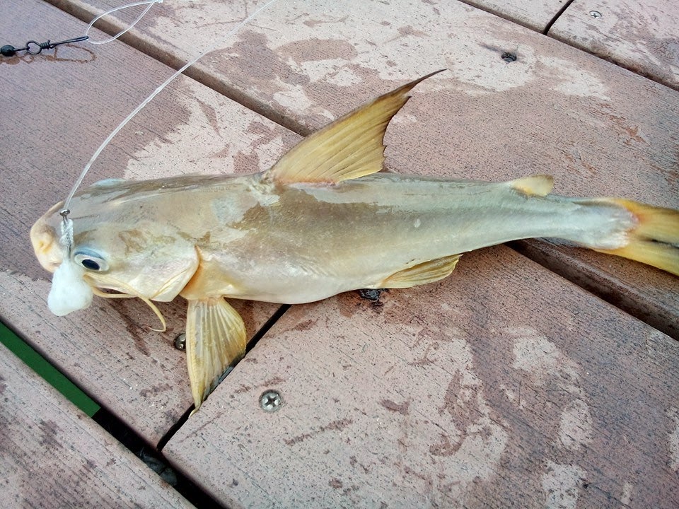 Changi beach Catch report ~ Fishing Kims