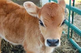 Bonala Kondal: Animal Names in English and Telugu