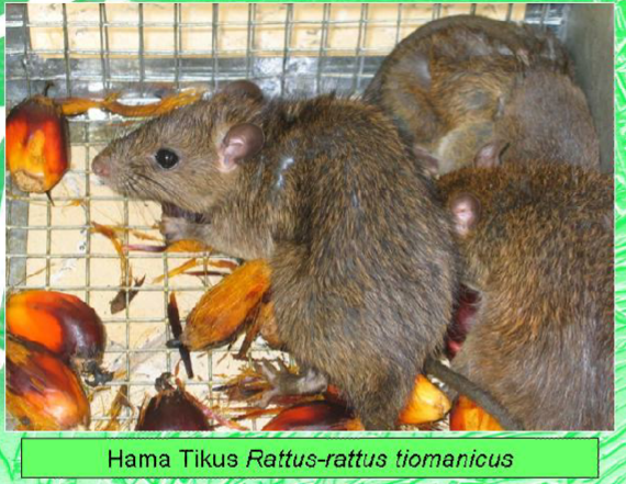 Mengenal serangan Hama Tikus di perkebunan KS
