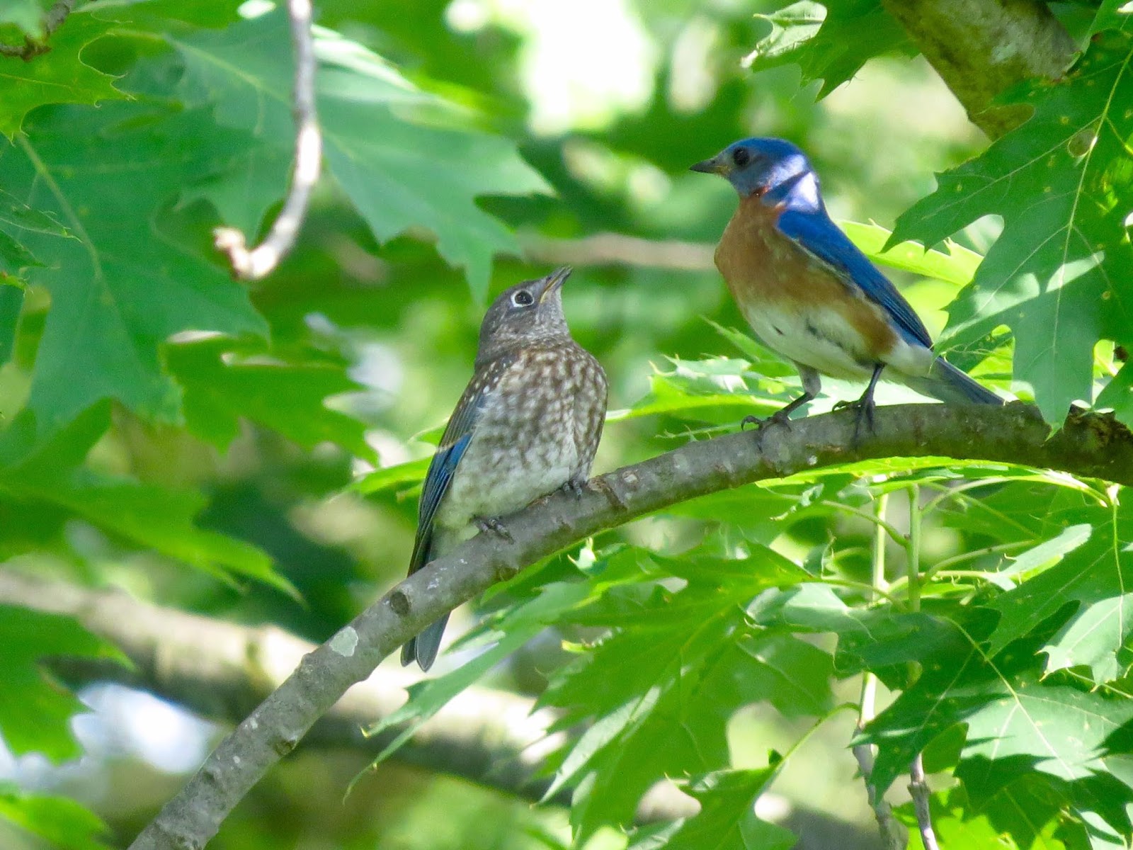 Green Meadows Preserve Blue Bird Trail: 2016