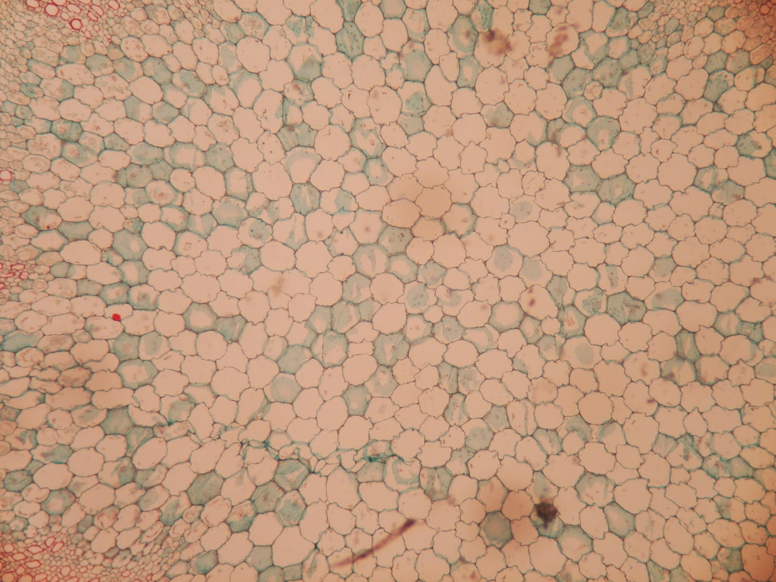 Bio Geo Nerd: Plant Cell Structure (Plant Bio Lab 2)