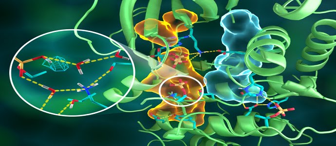 Penjelasan Lengkap Enzim (Fungsi, Sifat, Cara Kerja, Struktur ...