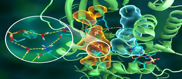 Penjelasan Lengkap Enzim (Fungsi, Sifat, Cara Kerja, Struktur ...