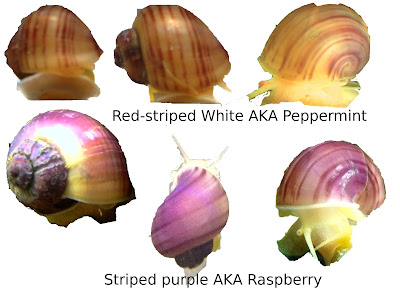 Swamp Rat Tracks: Mystery Snail Colors