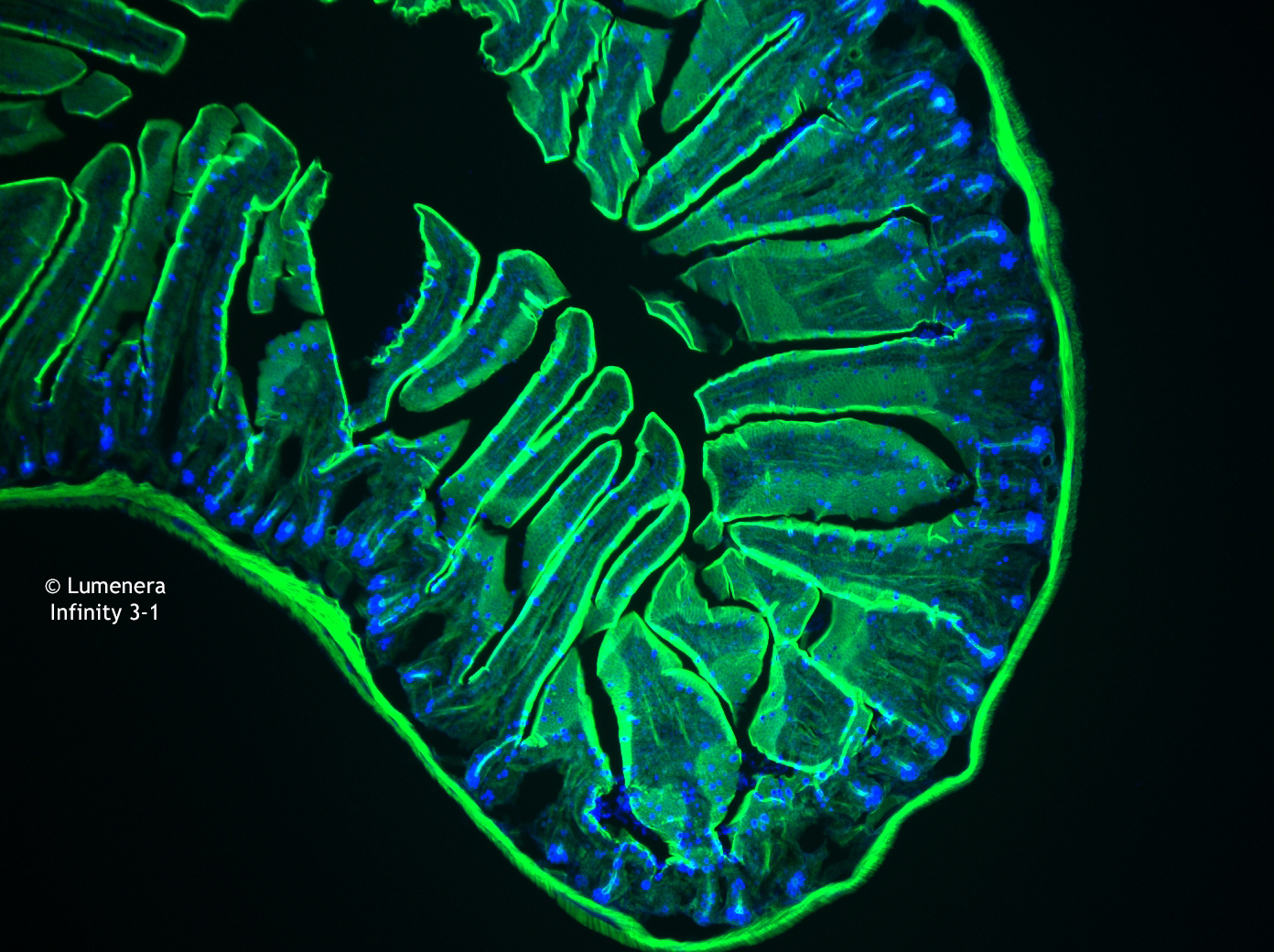 Microscope World Blog: Mouse Intestine under the Microscope