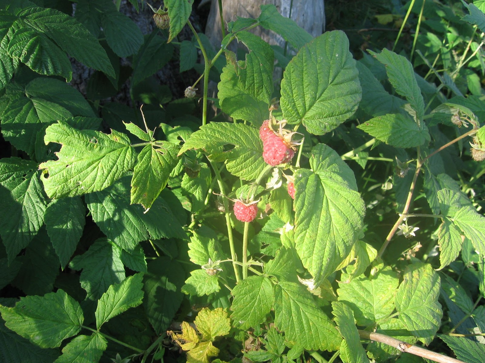 European raspberry - Rubus idaeus - a fruit with high nutritional ...