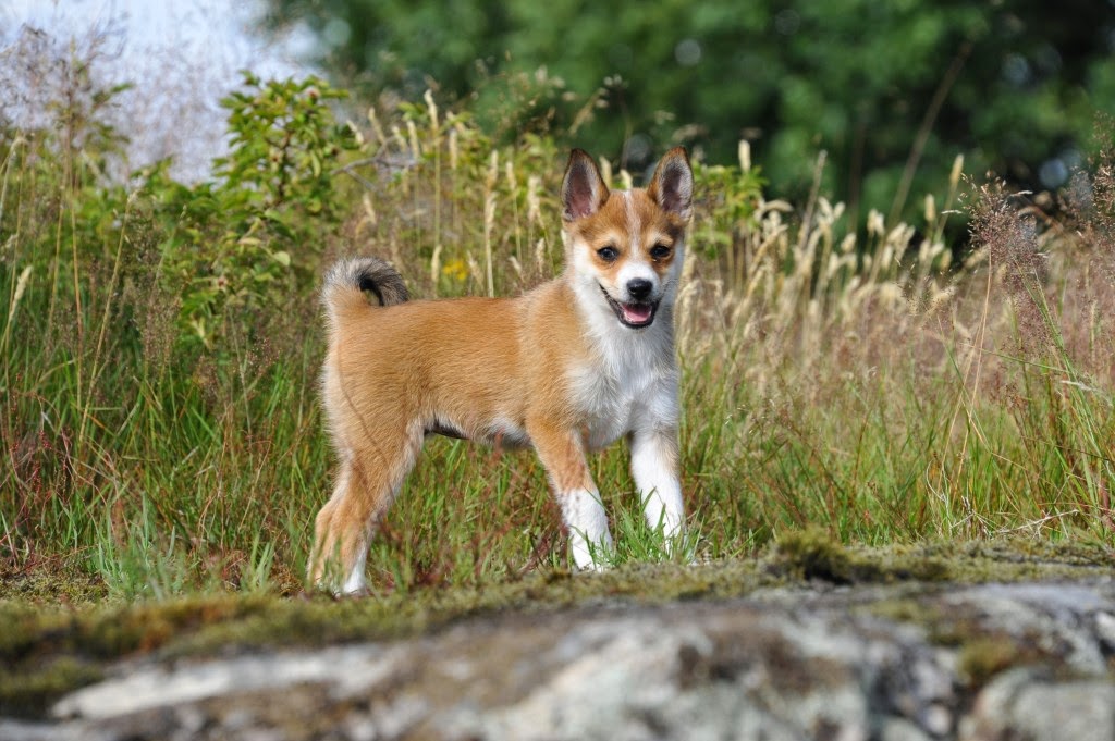 dog side stories: Norwegian Lundehund (Νορβηγικός Λούντεχουντ )
