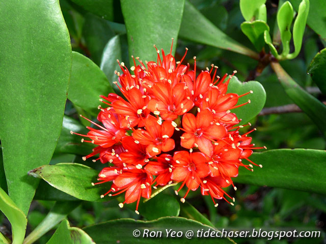 tHE tiDE cHAsER: Teruntum Merah (Lumnitzera littorea)