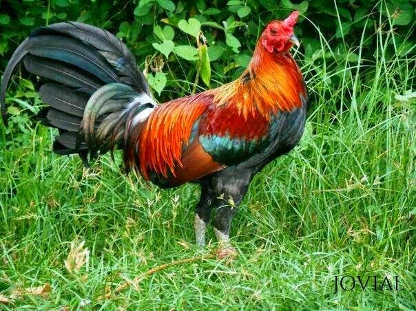McLean Hatch ~ Rooster Village