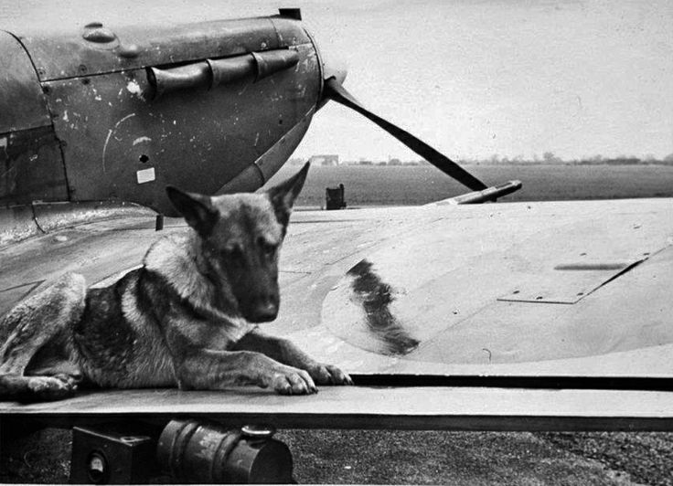 Airplanes in the skies + FAF history: RAF 331. - Norwegian Squadron