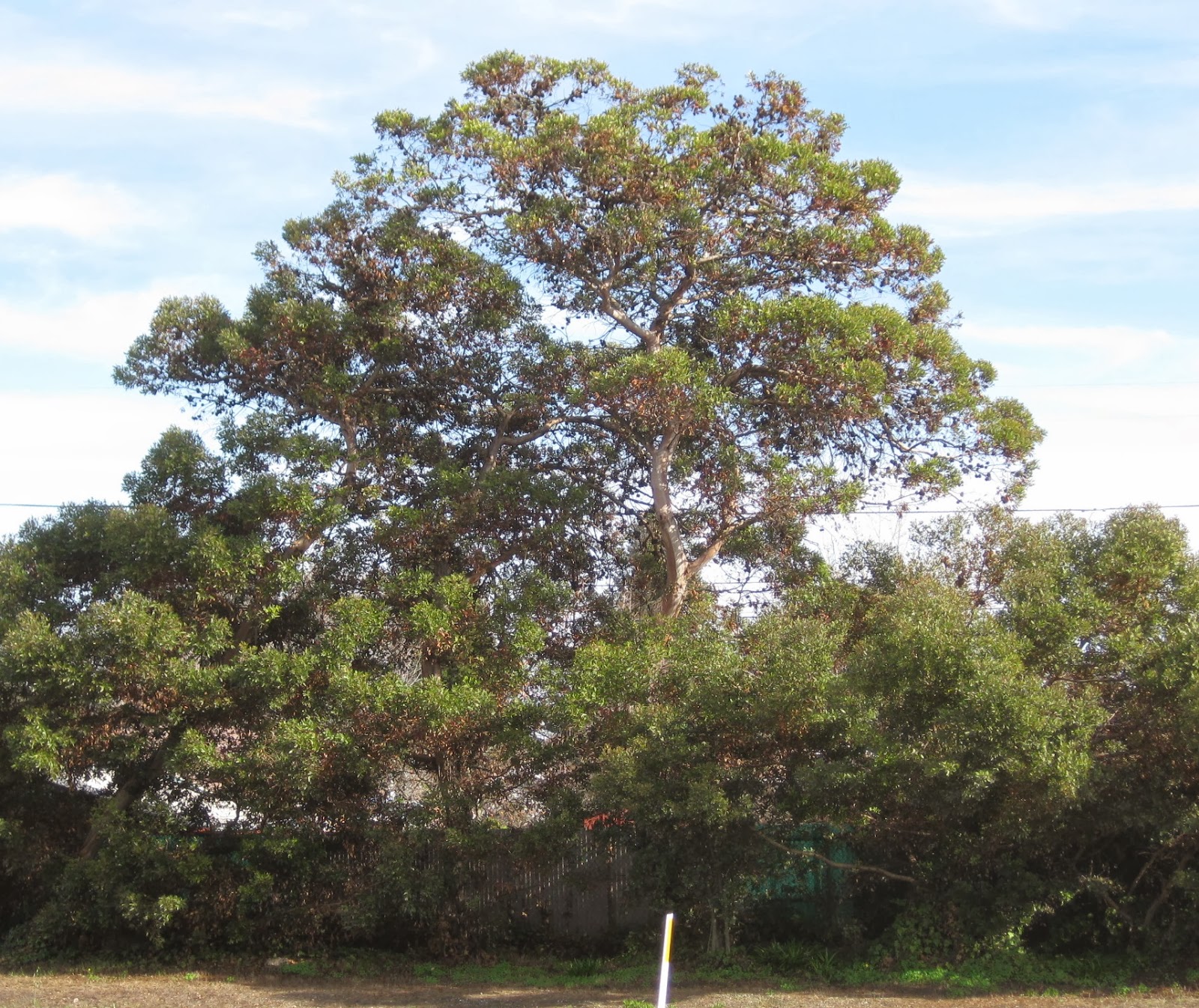 Trees of Santa Cruz County: Eucalyptus conferruminata - Bushy Yate