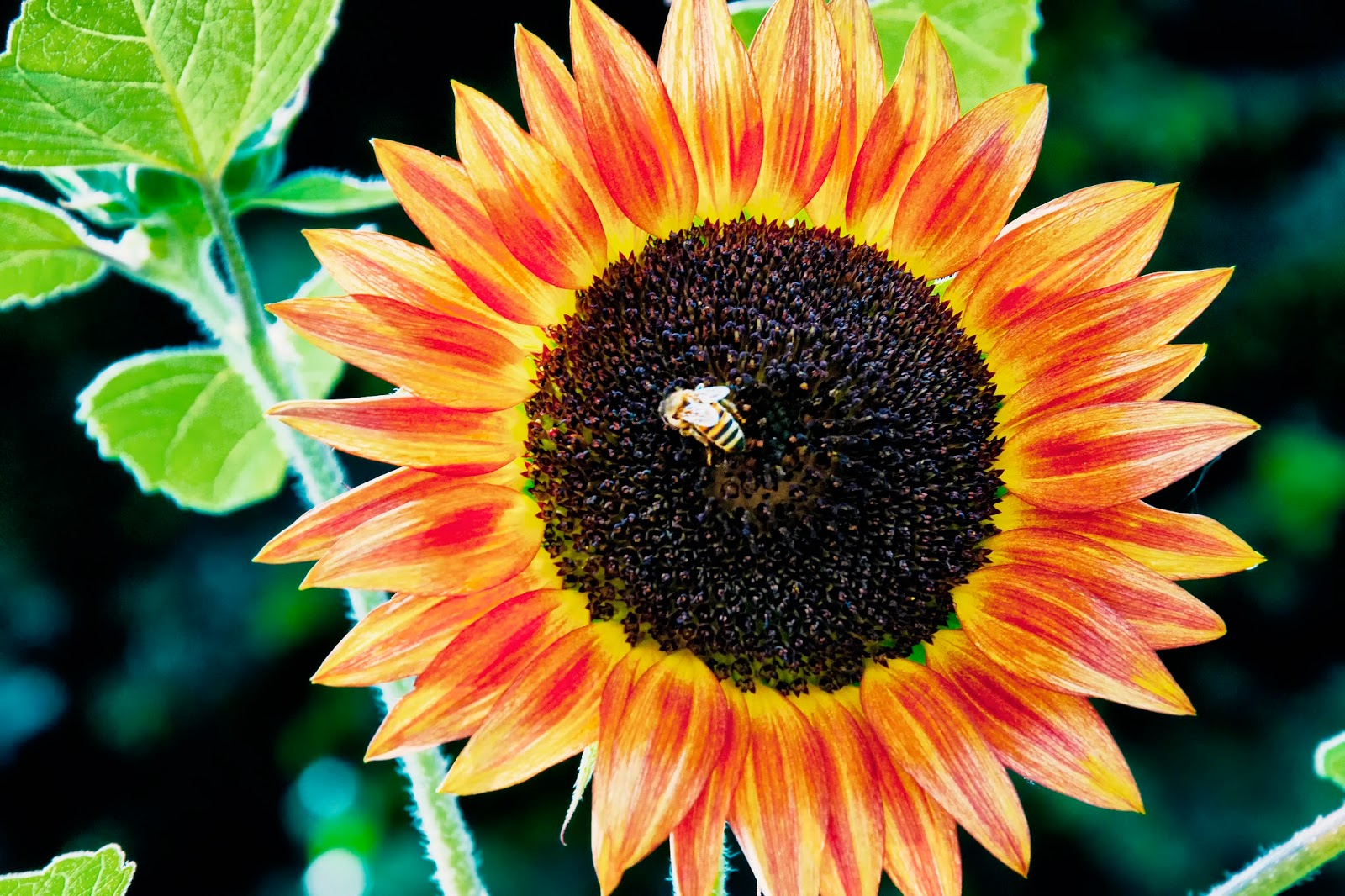 Torino In My eyes: Hot Summer Sun Flowers