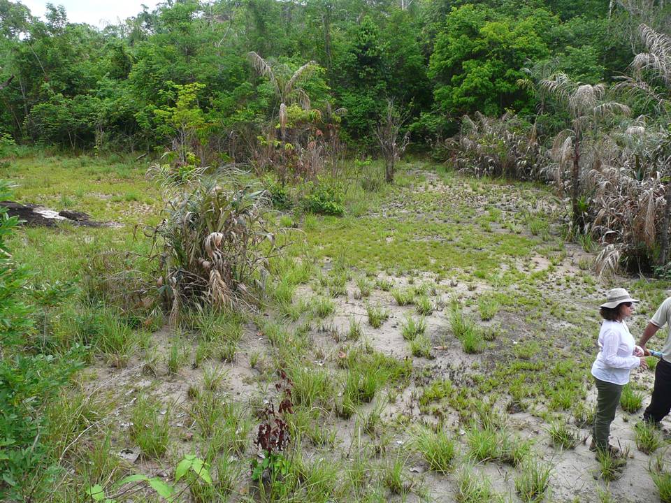 ARQUITECTURA INDÍGENA: CONSTRUCCION DE UN SHABONO YANOMAMI or "Making ...