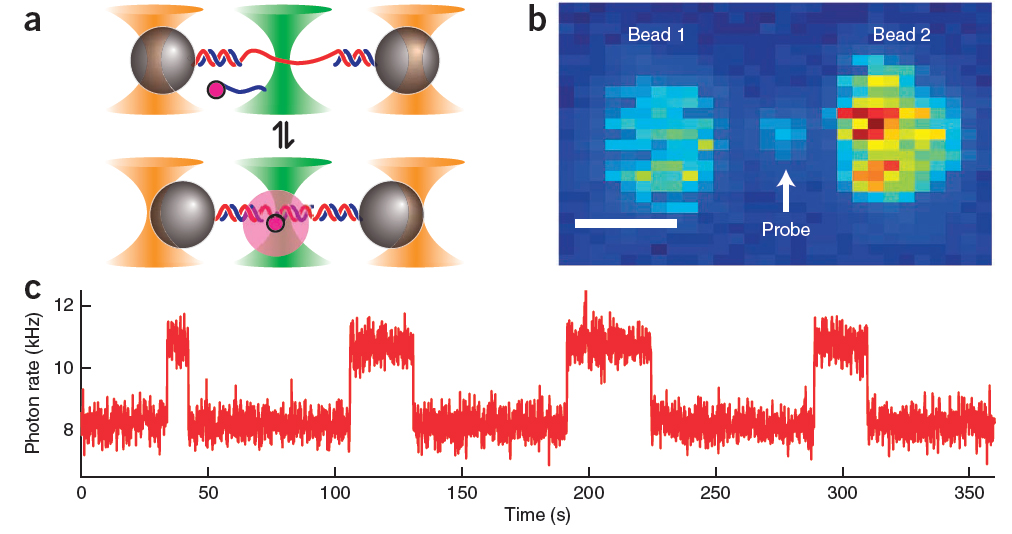 Biophysics - Forces in the Bio Universe: Ultrahigh-resolution optical ...