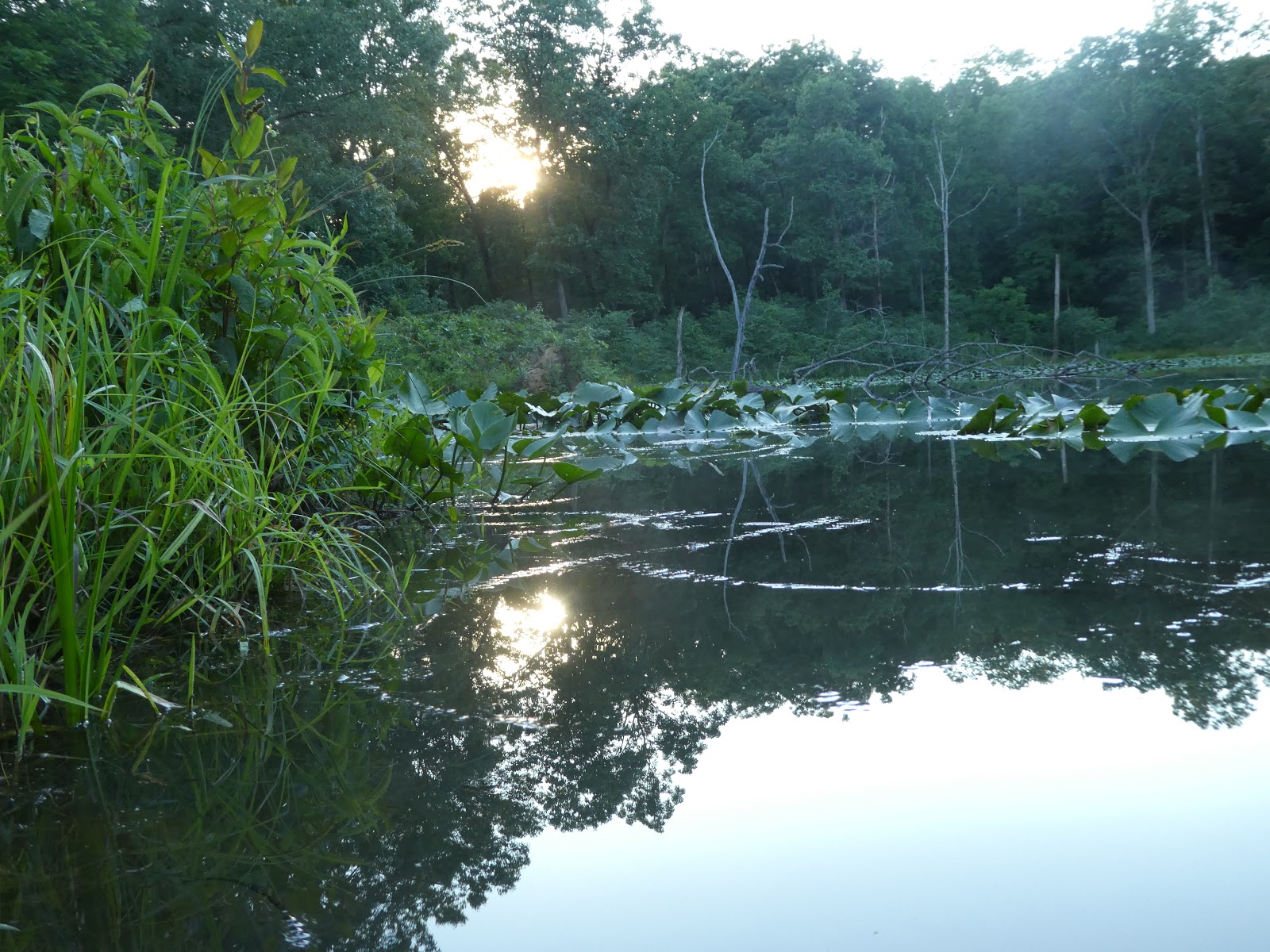 The Missouri Mom: Blue Pond - deepest known sinkhole pond in Missouri.