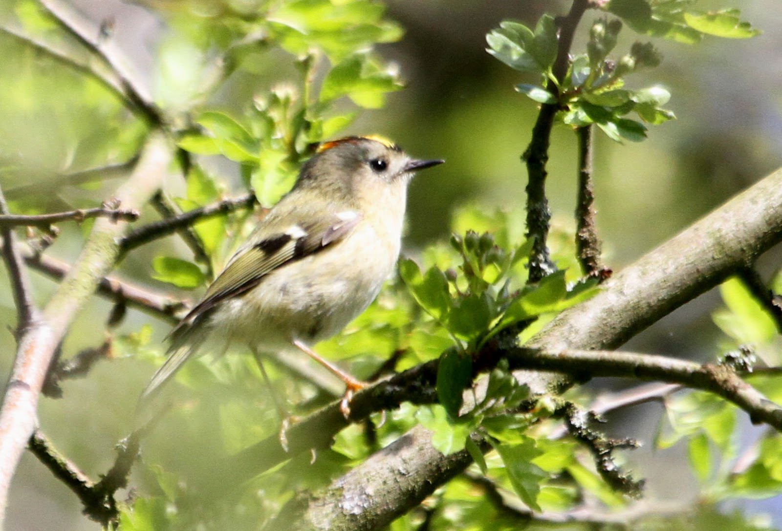 Birding with Flowers: White Triangle Bird