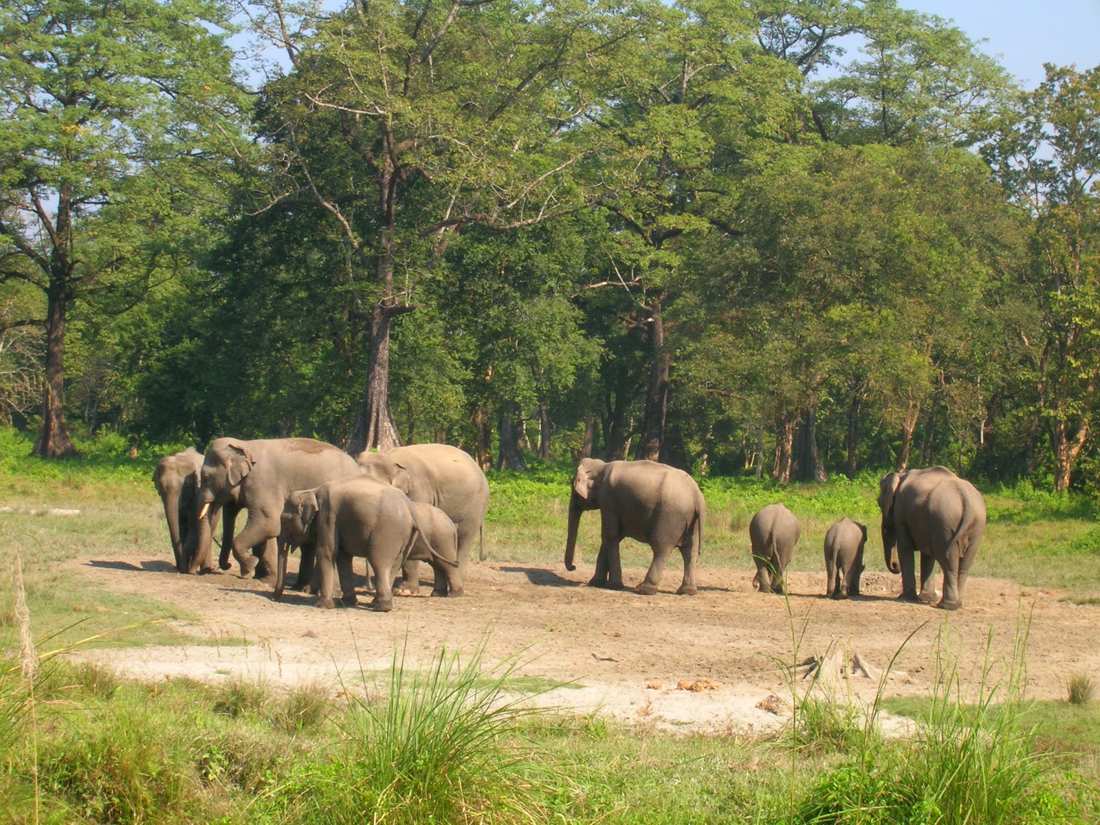 Gorumara National Park | Dooars Ecoviillege
