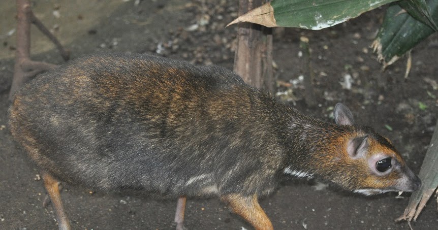 ZOOTOGRAFIANDO (6.100 ANIMALS): CIERVO RATÓN DE FILIPINAS / PHILIPPINE ...
